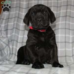 Cane Corso Puppies For Sale | Greenfield Puppies