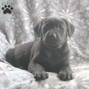 Black Labrador Retriever Puppies For Sale | Greenfield Puppies