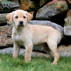 Yellow Labrador Retriever Puppies For Sale | Greenfield Puppies