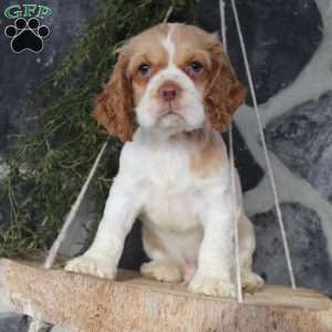 Cocker Spaniel Puppies For Sale | Greenfield Puppies