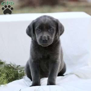 Charcoal Labrador Retriever Puppies for Sale | Greenfield Puppies