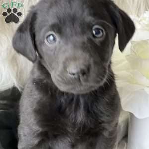 Noah Fisher - Greenfield Puppies