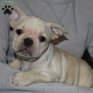 Willis Yoder - Greenfield Puppies