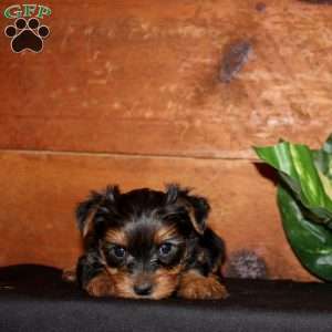 Yorkshire Terrier Puppies for Sale - Greenfield Puppies