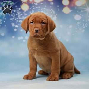 Fox Red Labrador Retriever Puppies for Sale | Greenfield Puppies