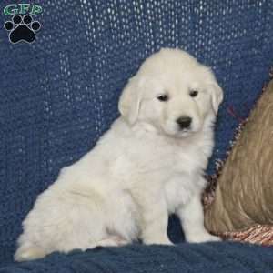 Golden Retriever Mix Puppies For Sale | Greenfield Puppies