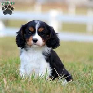 Sam and Rachael Stoltzfus Dog Breeder