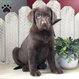 Chocolate Labrador Retriever Puppies For Sale - Greenfield Puppies