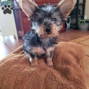 Dorkie Puppies For Sale | Greenfield Puppies