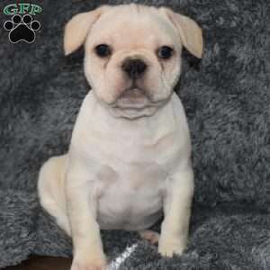 Willis Yoder - Greenfield Puppies