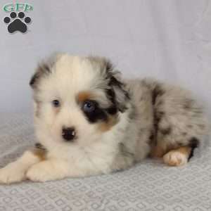 Miniature Australian Shepherd Puppies For Sale - GFP