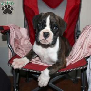 Boxer Puppies For Sale - Greenfield Puppies