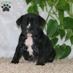 Beabull Puppies For Sale | Greenfield Puppies