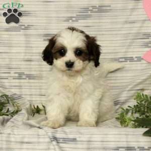 Shih-Poo Puppies For Sale | Greenfield Puppies