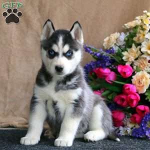 Siberian Husky Puppies For Sale - Greenfield Puppies