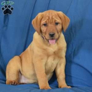 Fox Red Labrador Retriever Puppies for Sale | Greenfield Puppies