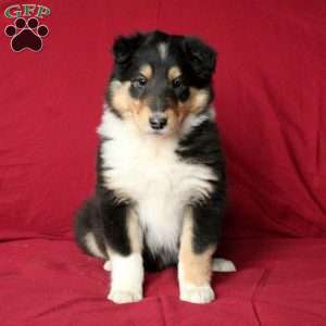 Collie Puppies For Sale - Greenfield Puppies