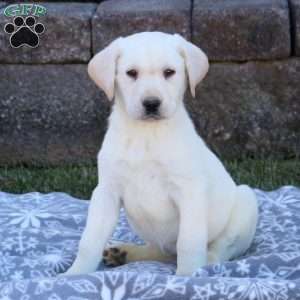 Yellow Labrador Retriever Puppies For Sale | Greenfield Puppies