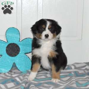 Daniel Zook - Greenfield Puppies