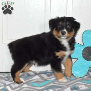 Daniel Zook - Greenfield Puppies