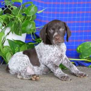 German Shorthaired Pointer Puppies For Sale - Greenfield Puppies