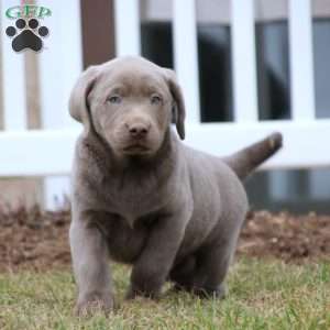 Silver Labrador Retriever Puppies For Sale - Greenfield Puppies