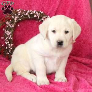 Yellow Labrador Retriever Puppies For Sale | Greenfield Puppies