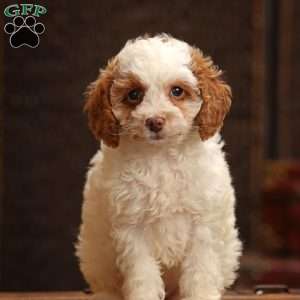 Cockapoo Puppies for Sale | Greenfield Puppies