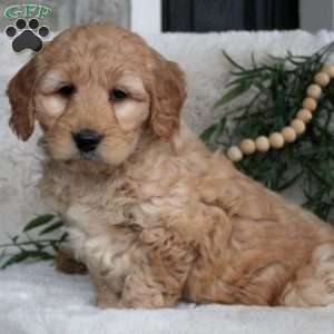 Sam Stoltzfus - Greenfield Puppies