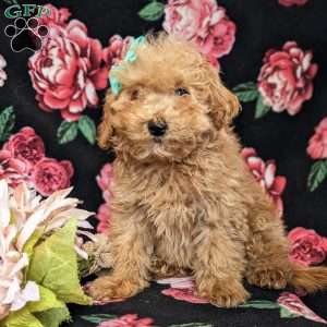 Miniature Poodle Puppies for Sale | Greenfield Puppies