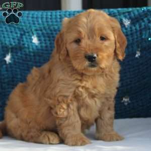 Sam Stoltzfus - Greenfield Puppies