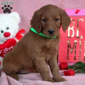 Dave & Ada Ruth Lapp - Greenfield Puppies