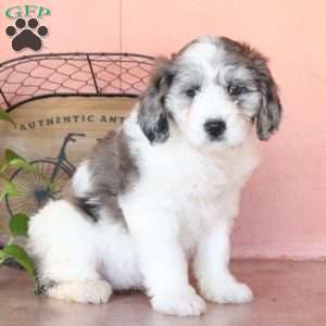 Springerdoodle Puppies for Sale | Greenfield Puppies