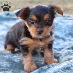 Yorkshire Terrier Puppies for Sale - Greenfield Puppies