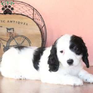Springerdoodle Puppies for Sale | Greenfield Puppies