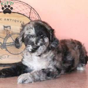 Springerdoodle Puppies for Sale | Greenfield Puppies
