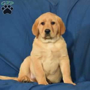 Fox Red Labrador Retriever Puppies for Sale | Greenfield Puppies