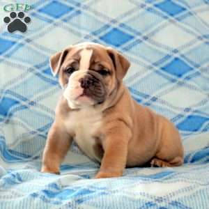 English Bulldog Puppies For Sale | Greenfield Puppies