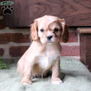 Cockalier Puppies For Sale | Greenfield Puppies