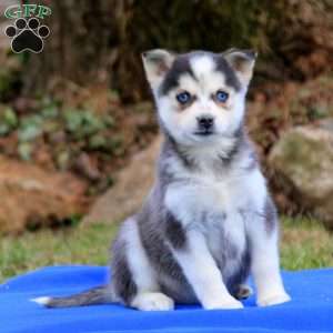 Pomsky Puppies For Sale - Greenfield Puppies