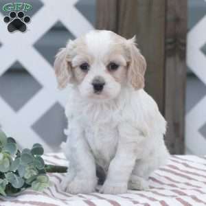 David & Naomi Smucker - Greenfield Puppies