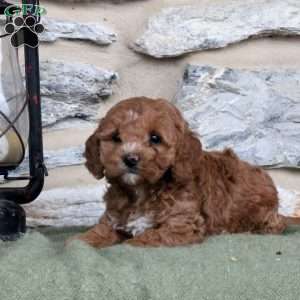 Cockapoo Puppies for Sale | Greenfield Puppies