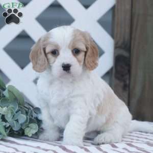 Cavachon Puppies For Sale | Greenfield Puppies