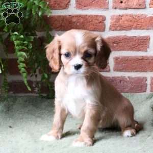 Cockalier Puppies For Sale | Greenfield Puppies