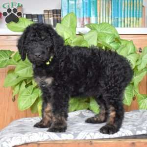 Rottie-Poo Puppies For Sale | Greenfield Puppies