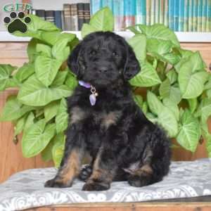 Rottie-Poo Puppies For Sale | Greenfield Puppies