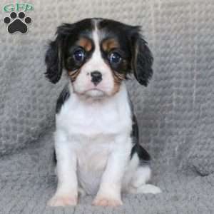 Cavalier King Charles Spaniel Puppies for Sale | Greenfield Puppies
