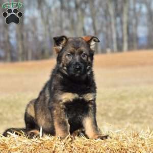 Aaron Glick - Greenfield Puppies