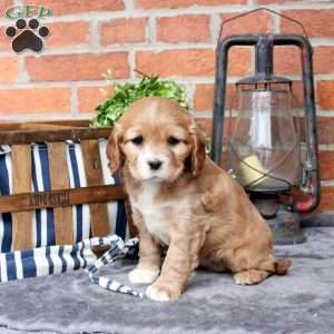 Cockalier Puppies For Sale | Greenfield Puppies