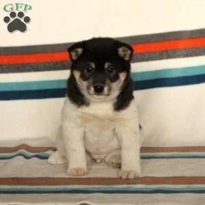 Shiba Inu Puppies For Sale | Greenfield Puppies